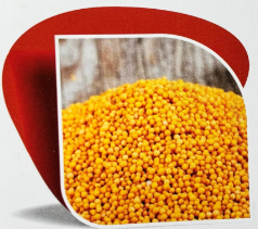 Miracle Seeds - Homepage